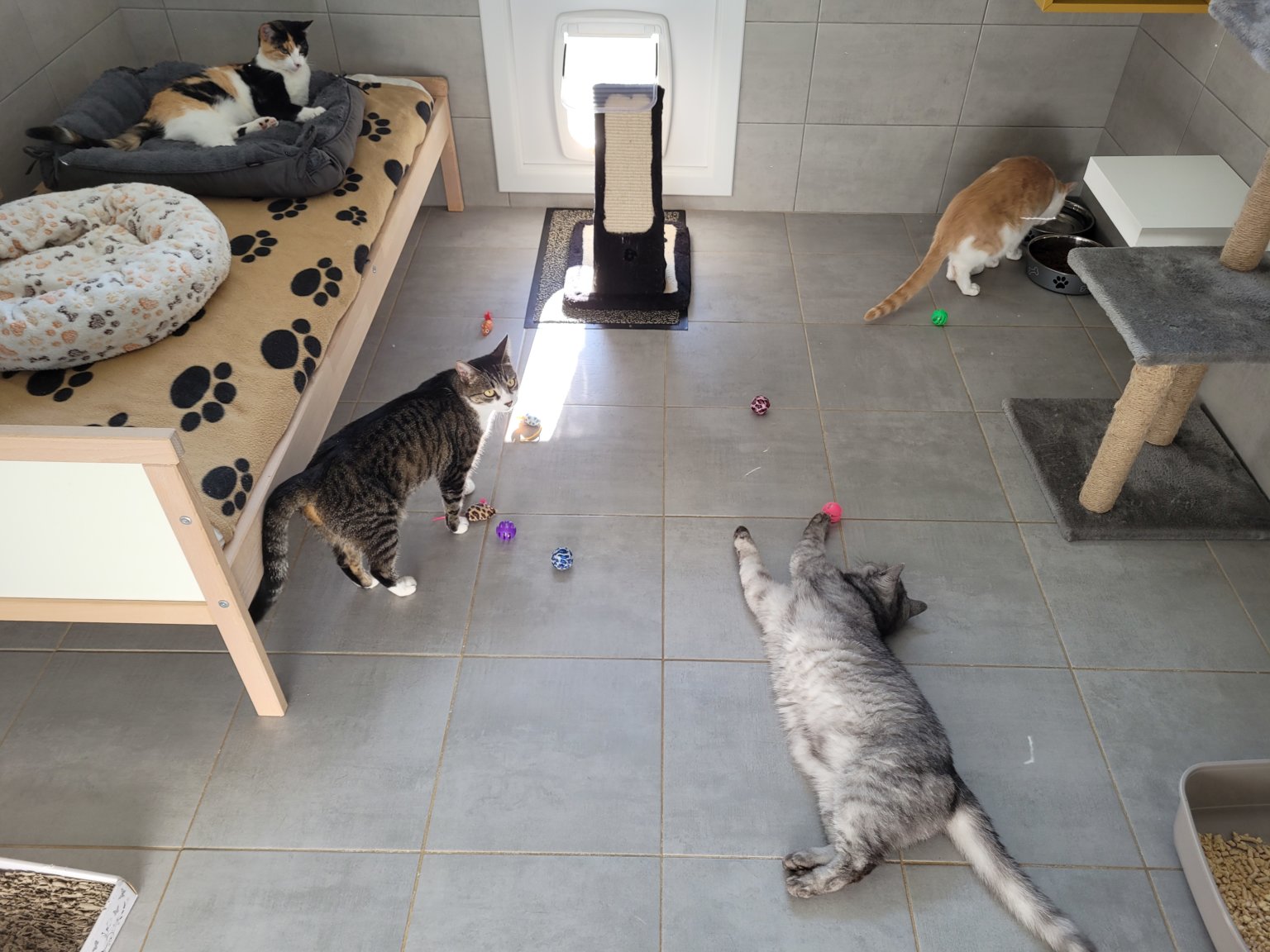 Pension pour chat Morbihan - Hotel pour chat à Vannes